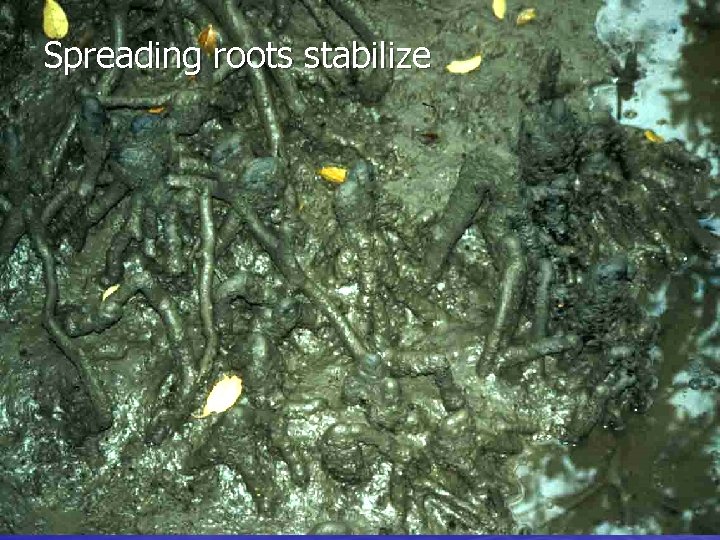 Mangrove Mangal Diversity Questions Why are trees found