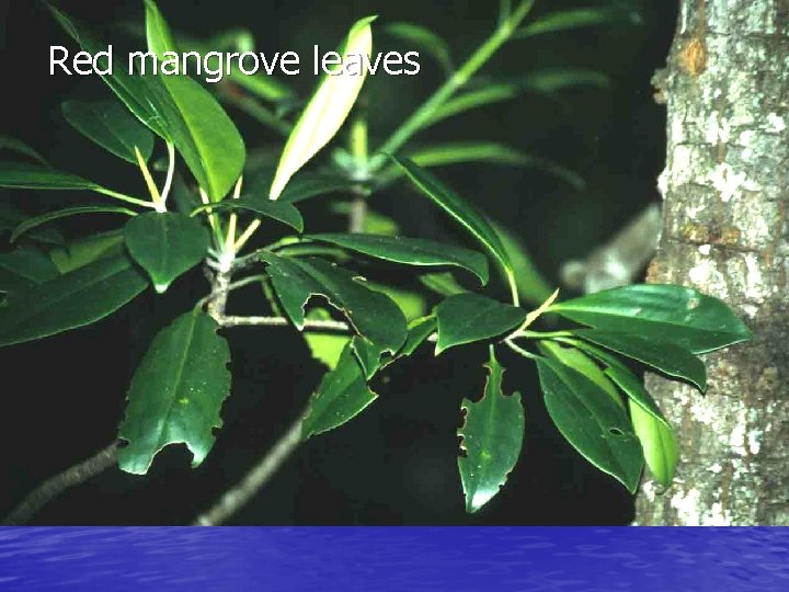 Mangrove Mangal Diversity Questions Why are trees found