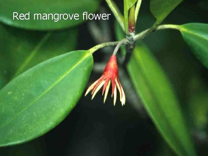 Mangrove Mangal Diversity Questions Why are trees found