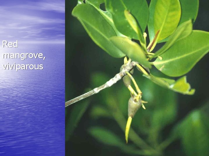 Mangrove Mangal Diversity Questions Why are trees found