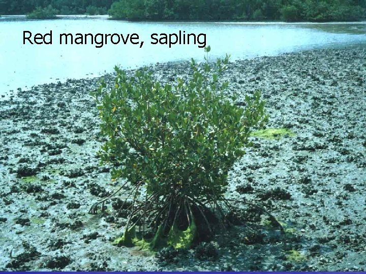 Mangrove Mangal Diversity Questions Why are trees found