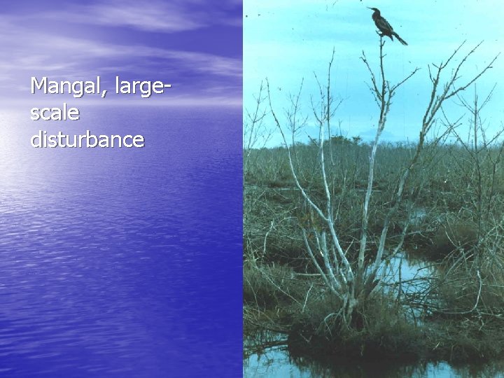 Mangrove Mangal Diversity Questions Why are trees found