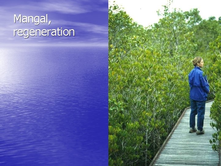 Mangrove Mangal Diversity Questions Why are trees found