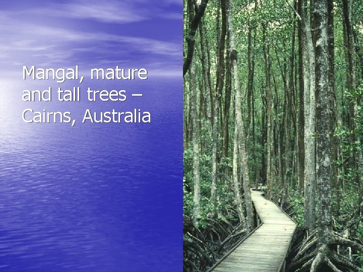 Mangrove Mangal Diversity Questions Why are trees found
