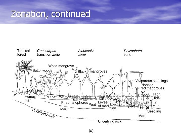Mangrove Mangal Diversity Questions Why are trees found
