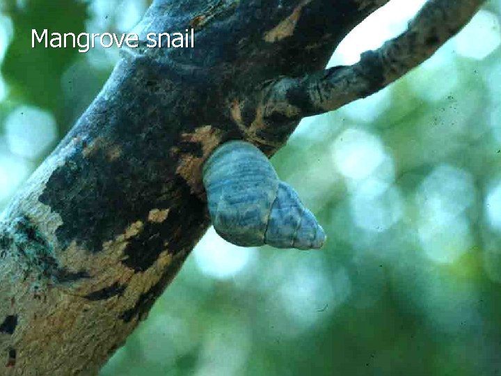 Mangrove Mangal Diversity Questions Why are trees found
