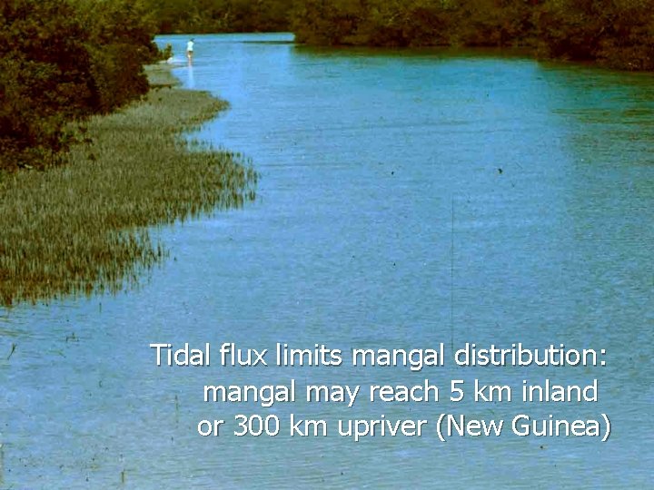 Mangrove Mangal Diversity Questions Why are trees found