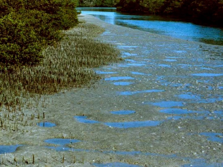Mangrove Mangal Diversity Questions Why are trees found