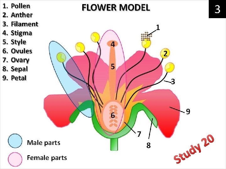 Plants Week 9 Booklet Living vs NonLiving Foss