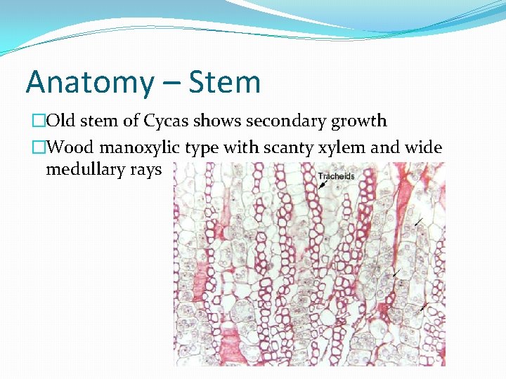 CYCAS Structure Reproduction LifeCycle Dr Maninder Kaur Associate