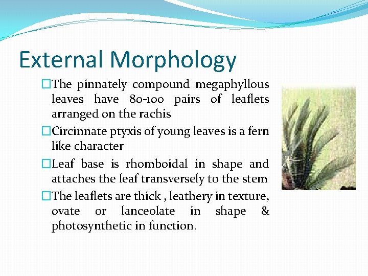 CYCAS Structure Reproduction LifeCycle Dr Maninder Kaur Associate