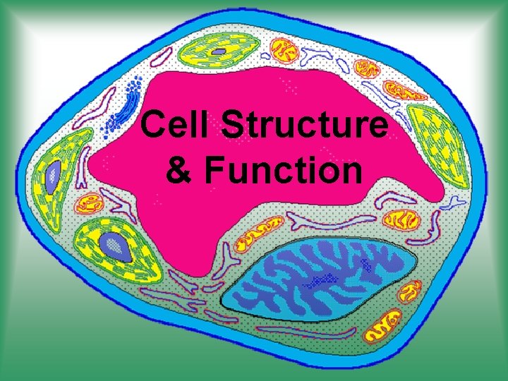 Cell Structure Function Cell Theory All living things