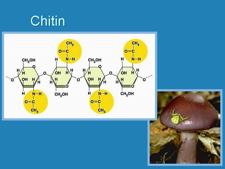 Macromolecules Building Complex Molecules That Comprise Living Things