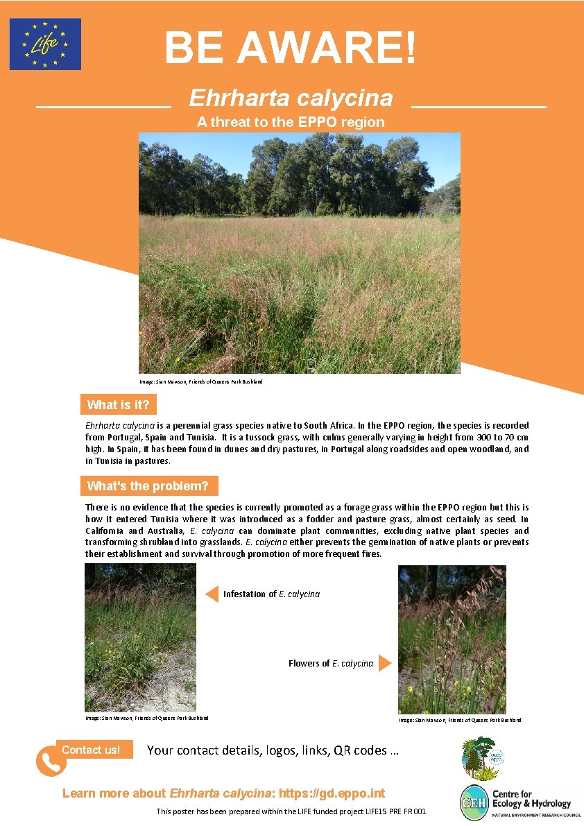 BE AWARE Ehrharta calycina A threat to the