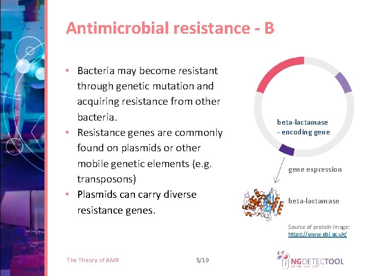 THE THEORY OF AMR TRAINING PRESENTATION Enterobacteriales order