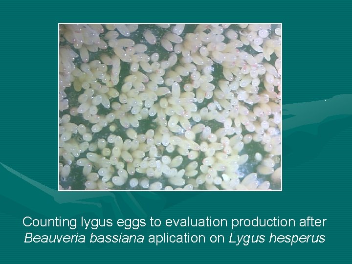Effect of Beauveria bassiana in biological control agents