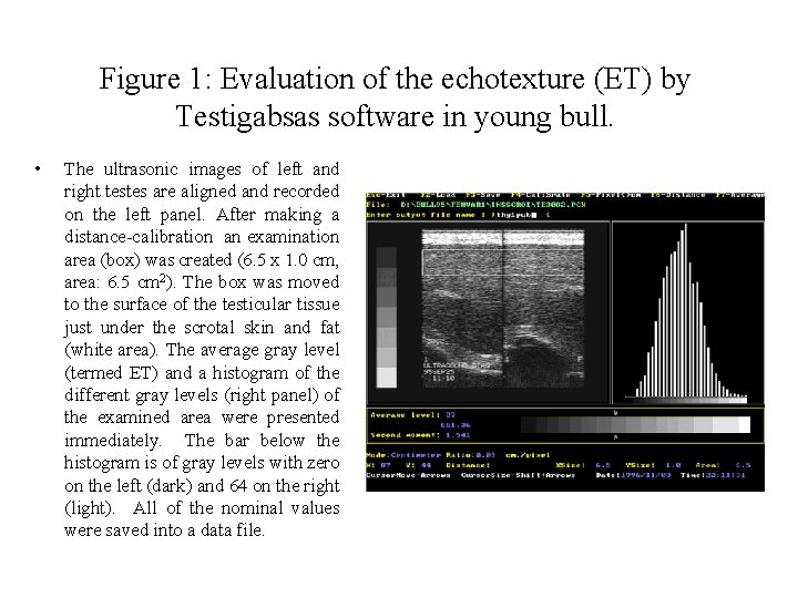TESTICULAR MORPHOLOGY OF HOLSTEINFRIESIAN BULL CALVES AND YOUNG