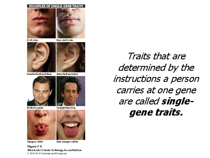 Chapter 7 Genes and Inheritance Family resemblance how