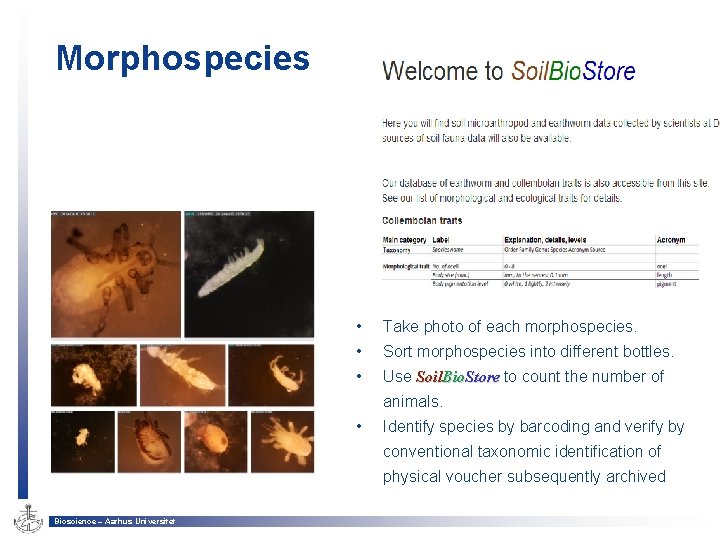 The soil food web under stress by application