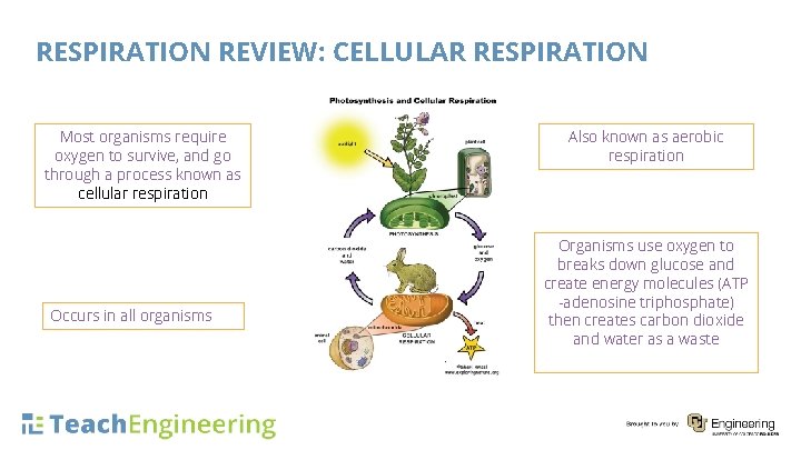BACTERIAL ADAPTATIONS AND THEIR APPLICATION IN GENETIC ENGINEERING