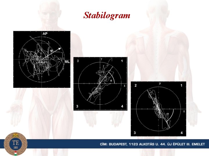 Biomechanika III Oktat Prof dr Tihanyi Jzsef Rector