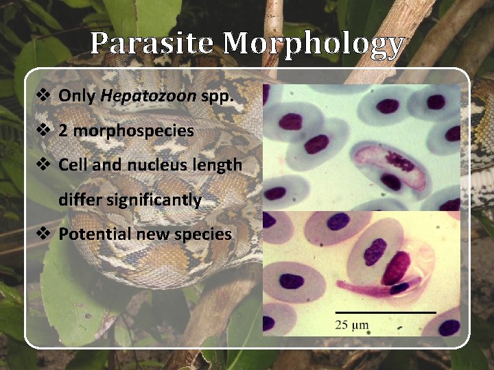A Baseline Study on the Haemoparasites of Reticulated