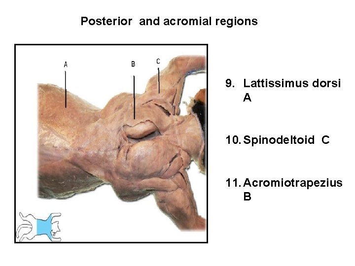 Quiz 3 Intro to Muscle System BIOL 218