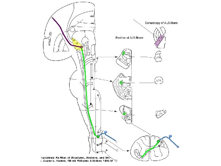 Long Sensory Pathways Somatic Sensation Anterolateral System Pain