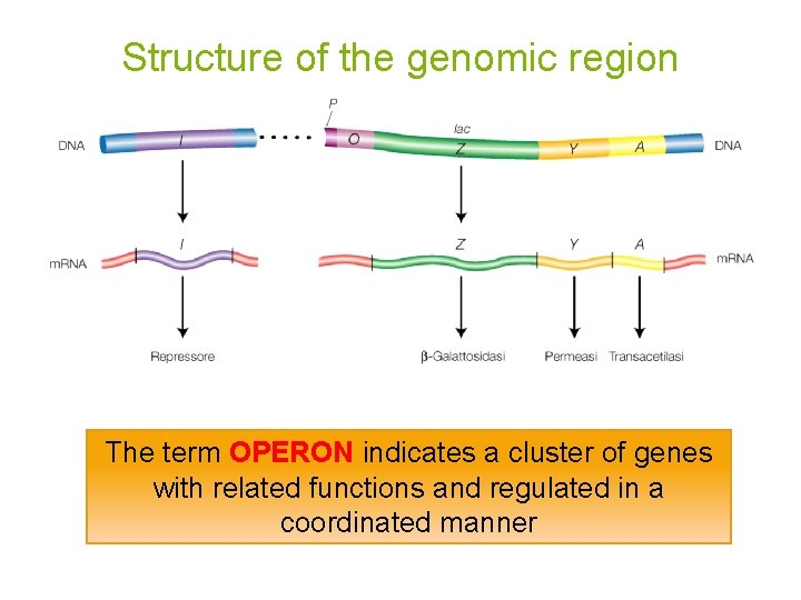 The Operon Model Bacteria adapt to changes in