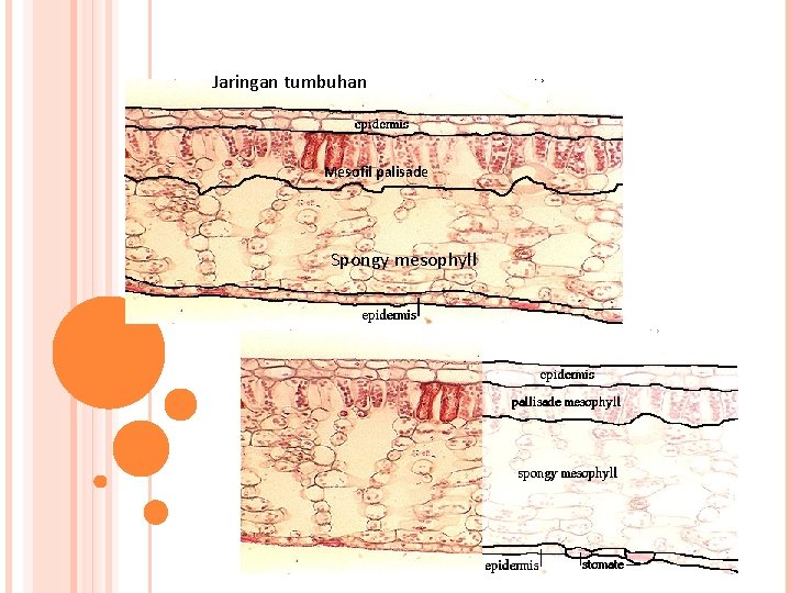 FARMAKOGNOSI DASAR Anatomi tumbuhan BUKU ACUAN Fahn A