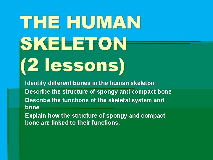 THE HUMAN SKELETON 2 lessons Identify different bones