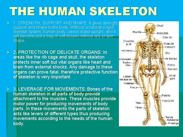 THE HUMAN SKELETON 2 lessons Identify different bones