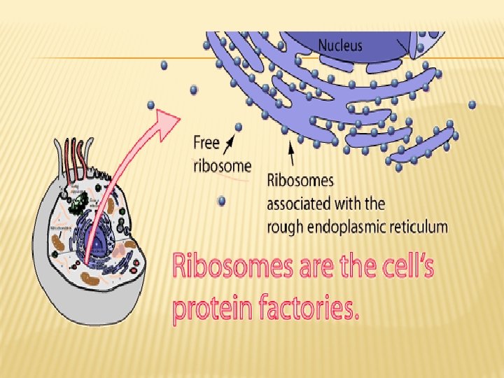 LE RIBOSOME INTRODUCTION 1 HISTORIQUE En 1950 George