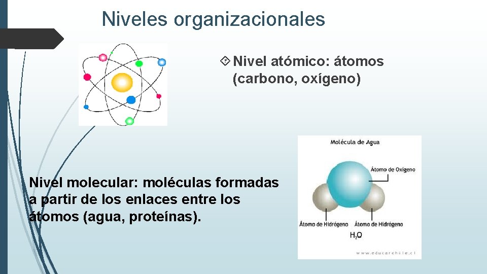 Objetivo Identificar que las clulas pueden organizarse lo