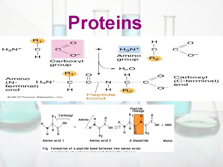 Precipitation of Proteins at isoelectric Point Proteins Proteins