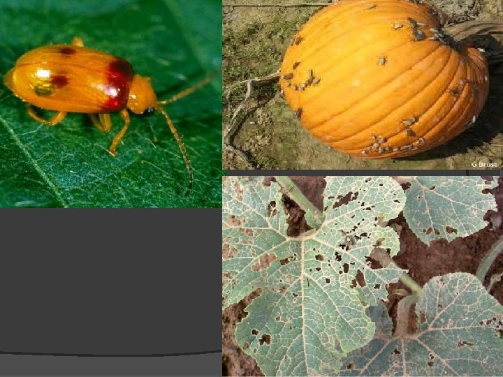 AULACOPHORA FOVEICOLLIS RED PUMPKIN BEETLE CLASSIFICATION Kingdom Animalia