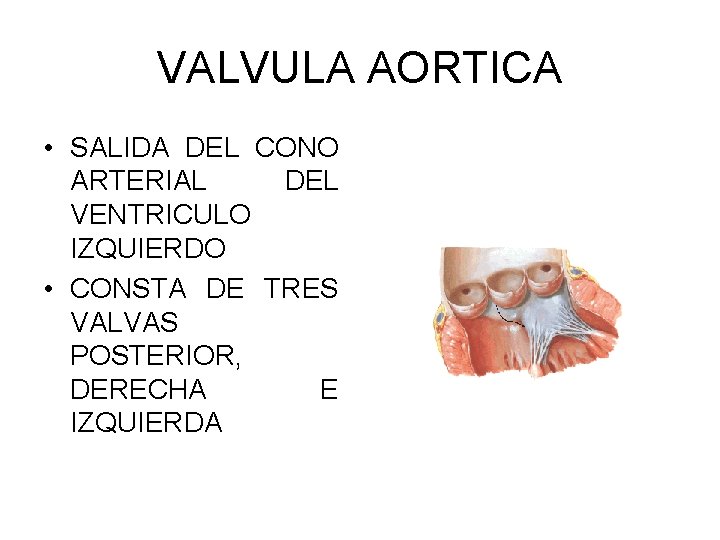 ANATOMIA DEL CORAZON ANATOMIA DEL CORAZON ES UN