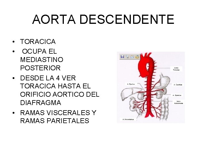 ANATOMIA DEL CORAZON ANATOMIA DEL CORAZON ES UN