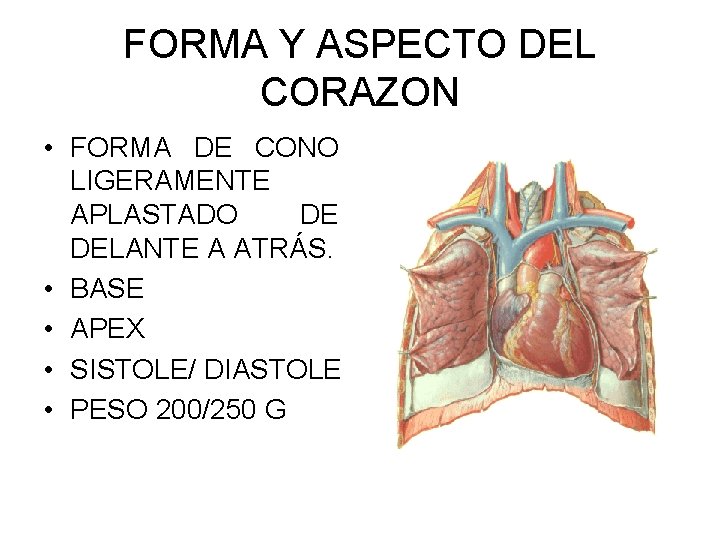 ANATOMIA DEL CORAZON ANATOMIA DEL CORAZON ES UN