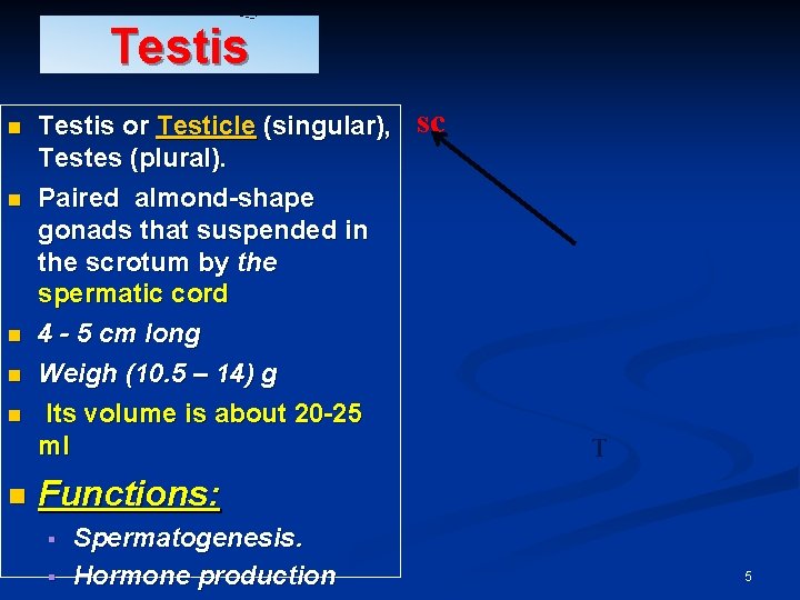 MALE REPRODUCTIVE SYSTEM 1 OBJECTIVES n n By