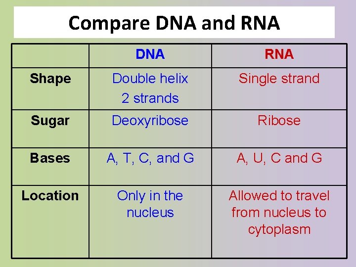 From Gene to Protein Chapter 17 Campbell What
