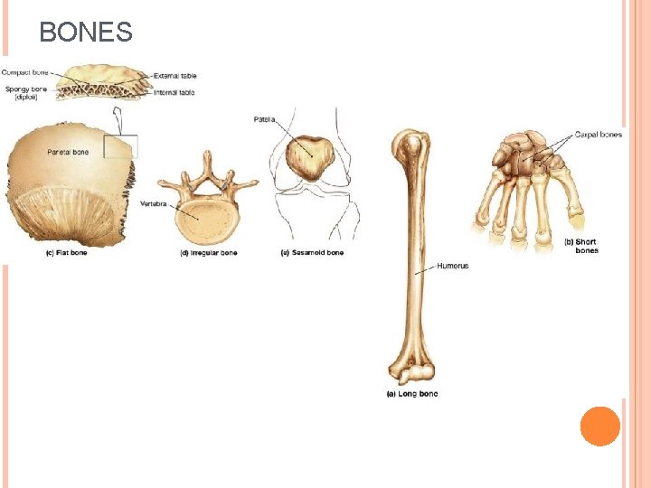 AN INTRODUCTION TO ANATOMY SKIN FASCIA MUSCLES VESSELS