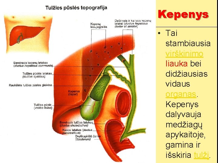 mogaus virkinimo sistema Sukr biologijos mokytoja Ana Pansevi