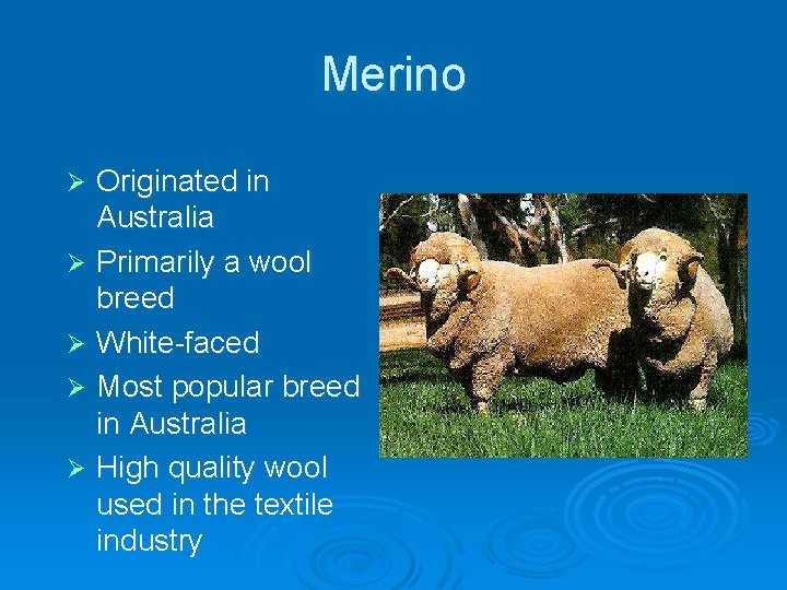 Breeds of Sheep Barbado The Barbado breed originated