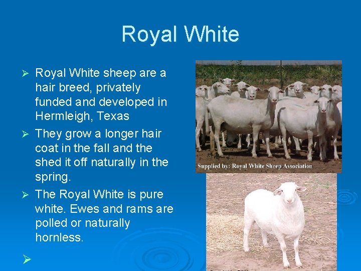 Breeds of Sheep Barbado The Barbado breed originated