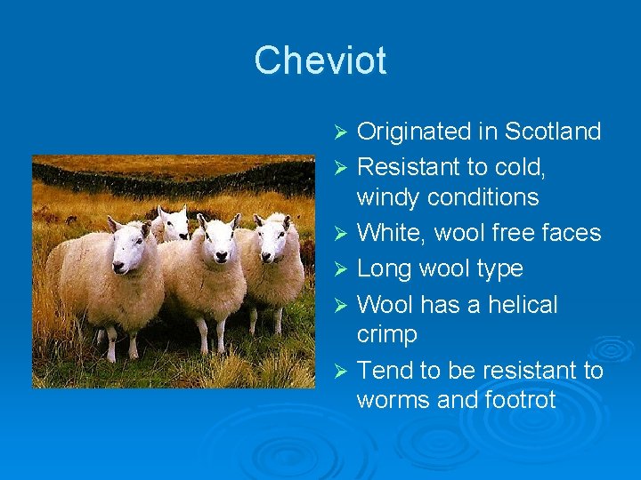 Breeds of Sheep Barbado The Barbado breed originated