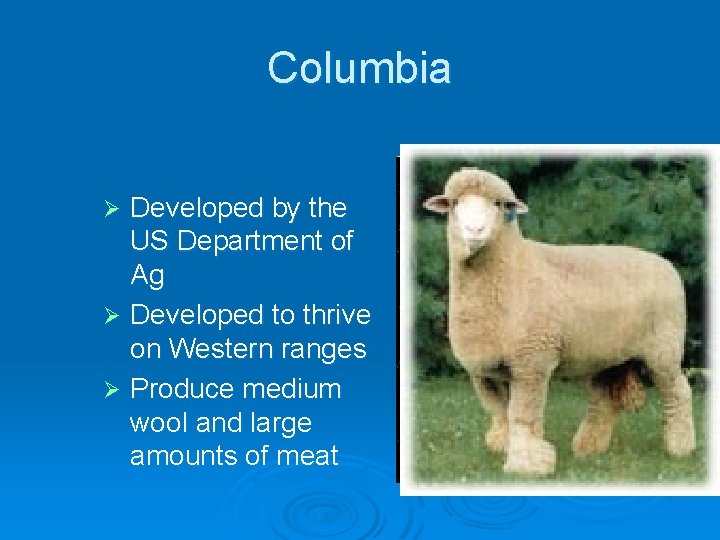 Breeds of Sheep Barbado The Barbado breed originated