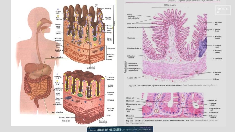 Medical School Histology Basics Digestive System VIBS 243