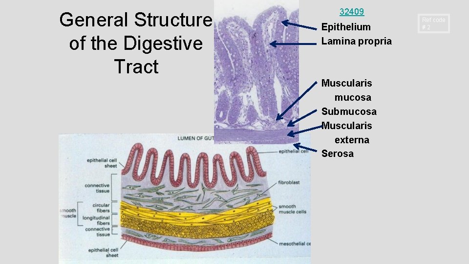 Medical School Histology Basics Digestive System VIBS 243