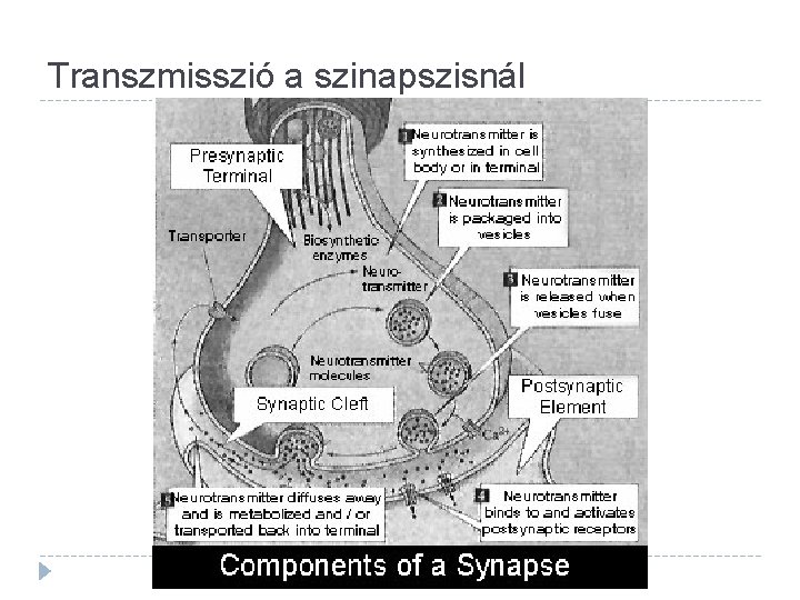 Neurobiolgia Introduction to neurosciences for Cognitive MSs Akcis